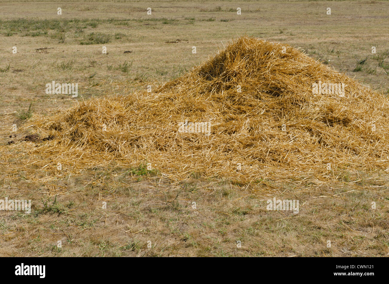 pasture straw on the cattle farm, horizontal shot Stock Photo - Alamy