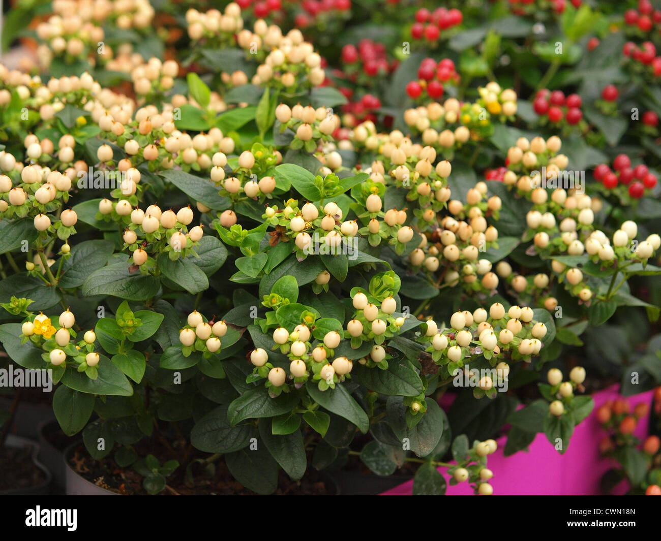 Hypericum miracle hi-res stock photography and images - Alamy