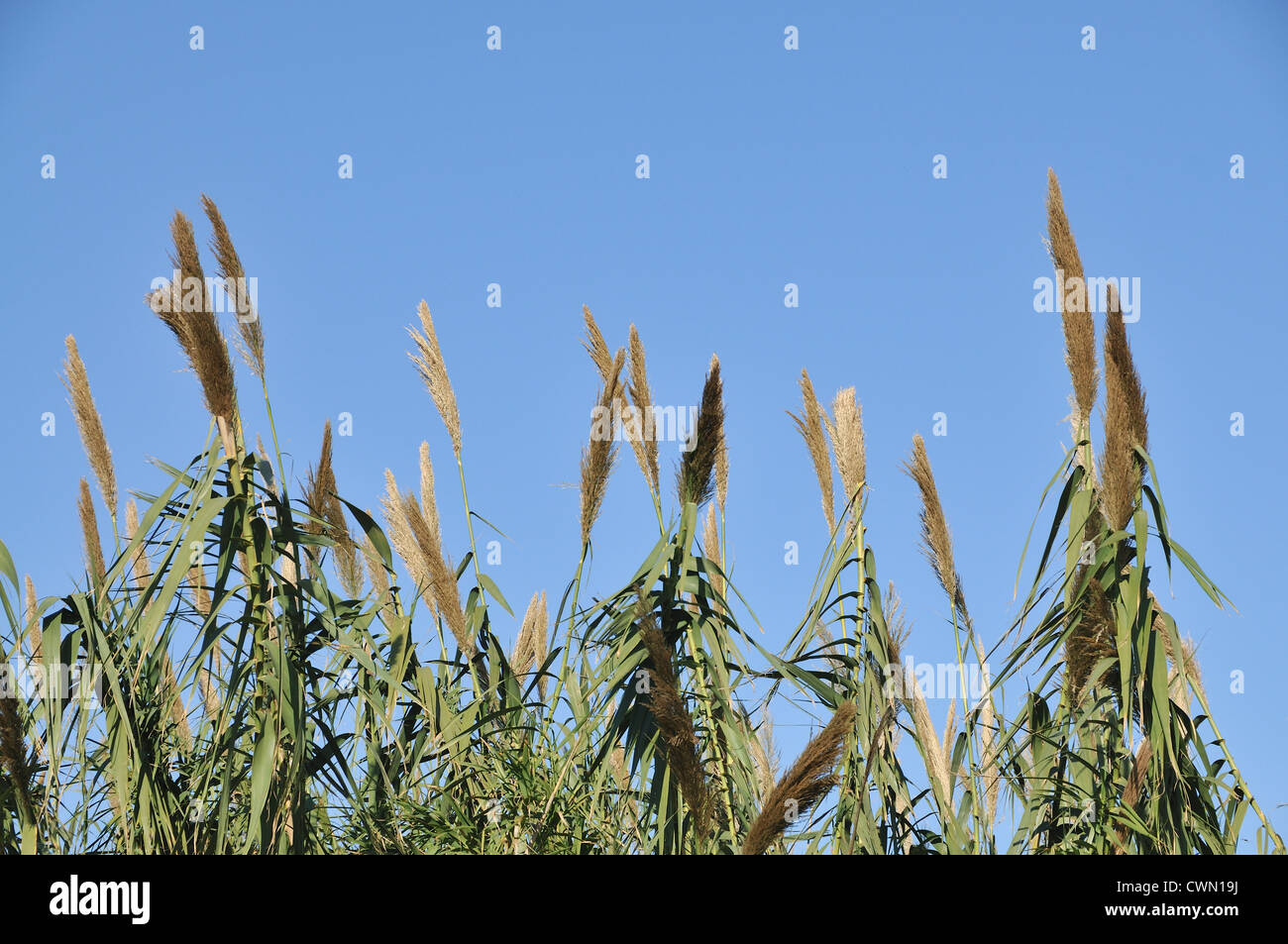 Flowering giant reed (Arundo Donax) field. La Albufera. Valencian ...