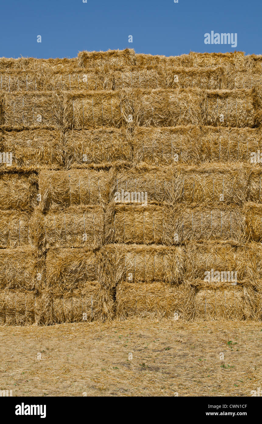 Vertical shot golden field hi-res stock photography and images - Alamy