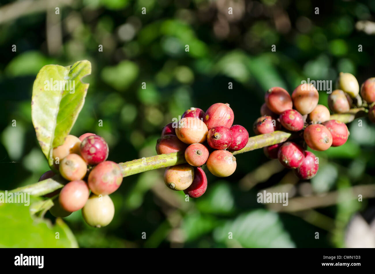 Closeup of coffee beans hanging on trees in a Philippine coffee ...