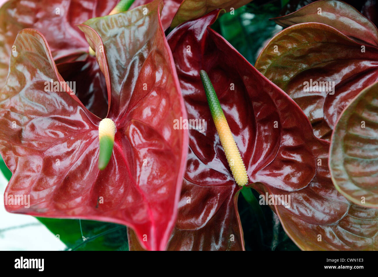 anthurium antruina choco red brown flowers spadix spathe closeup ...