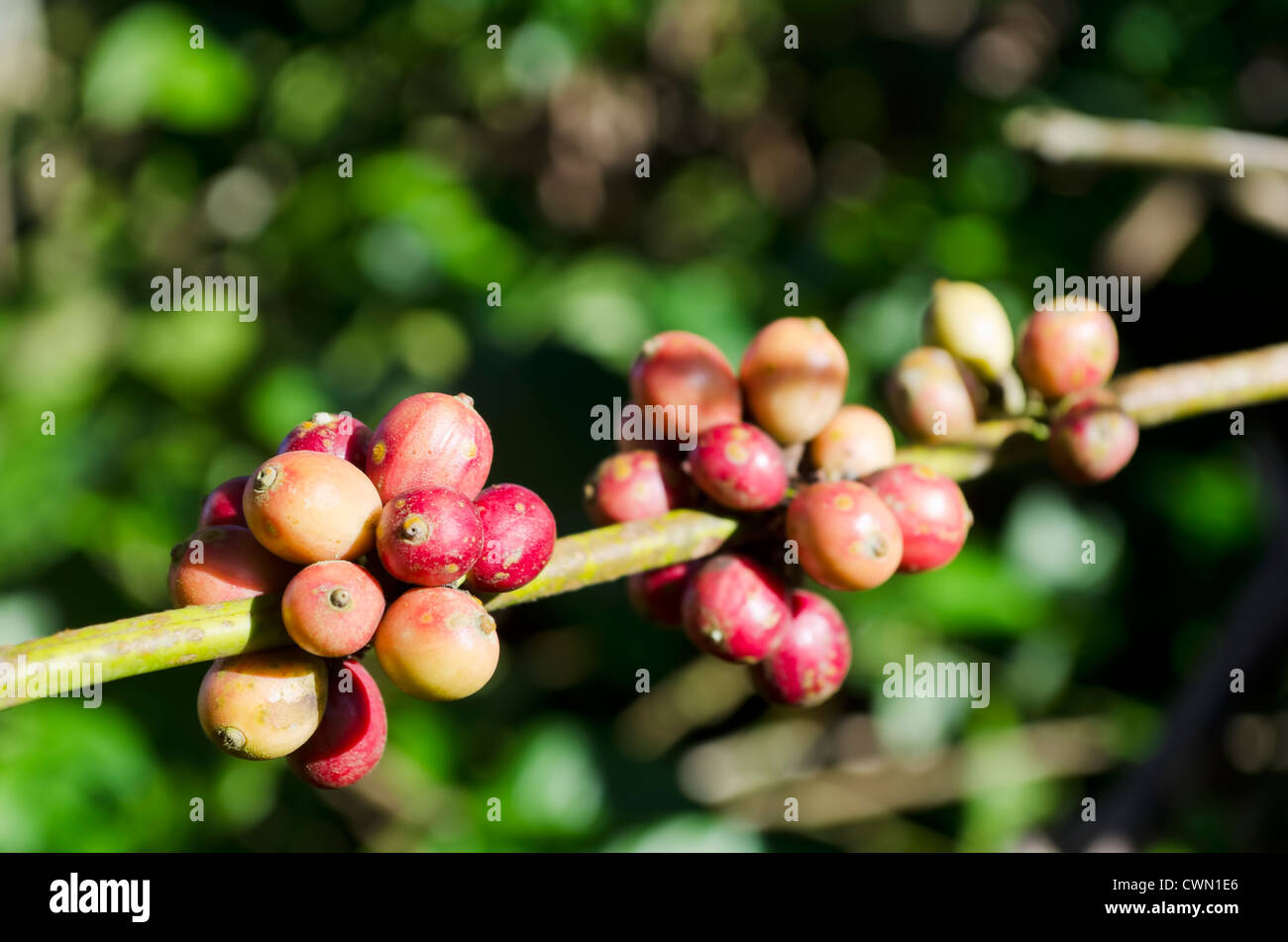 Philippine tree hi-res stock photography and images - Alamy