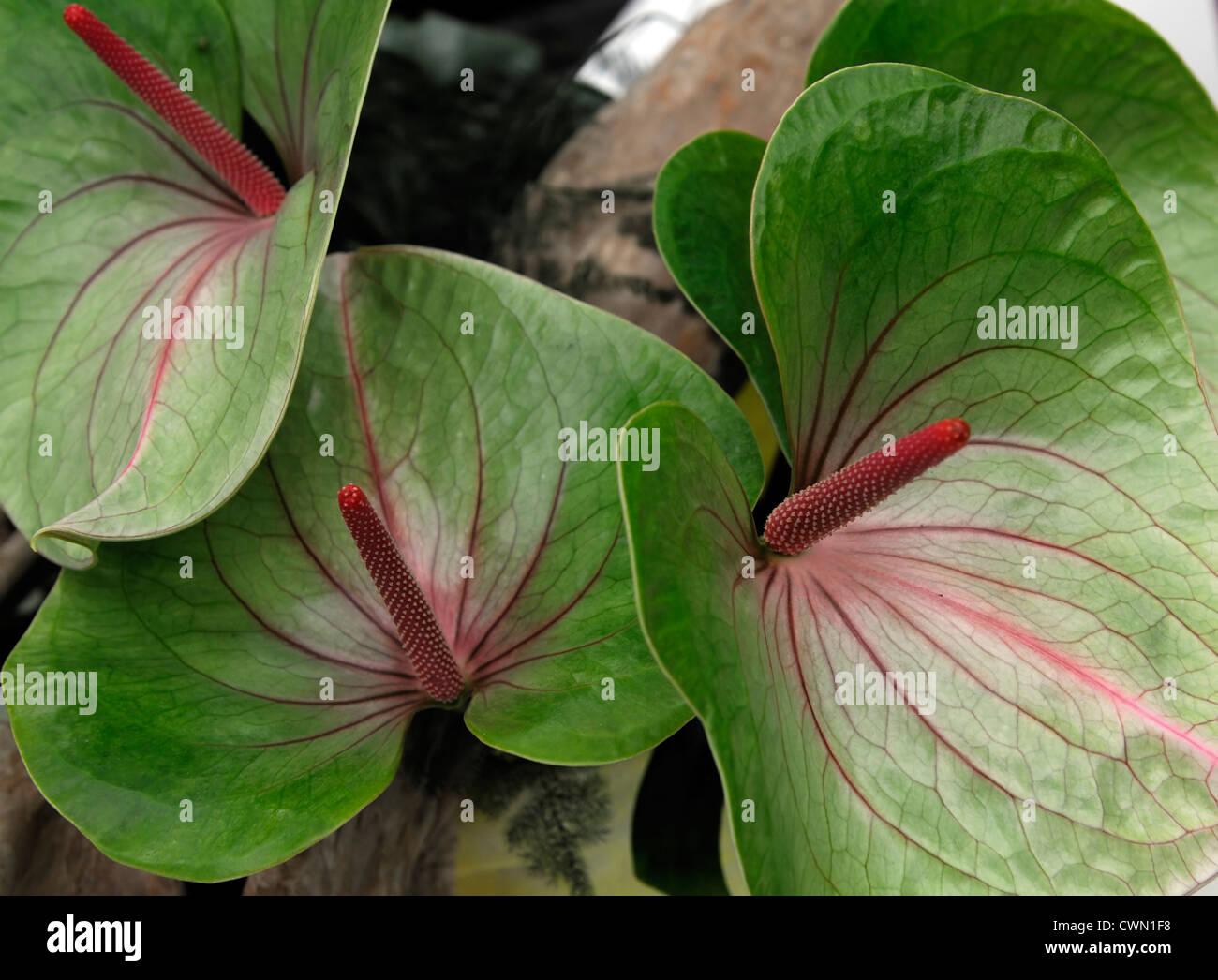 Spadix spathe High Resolution Stock Photography and Images - Alamy