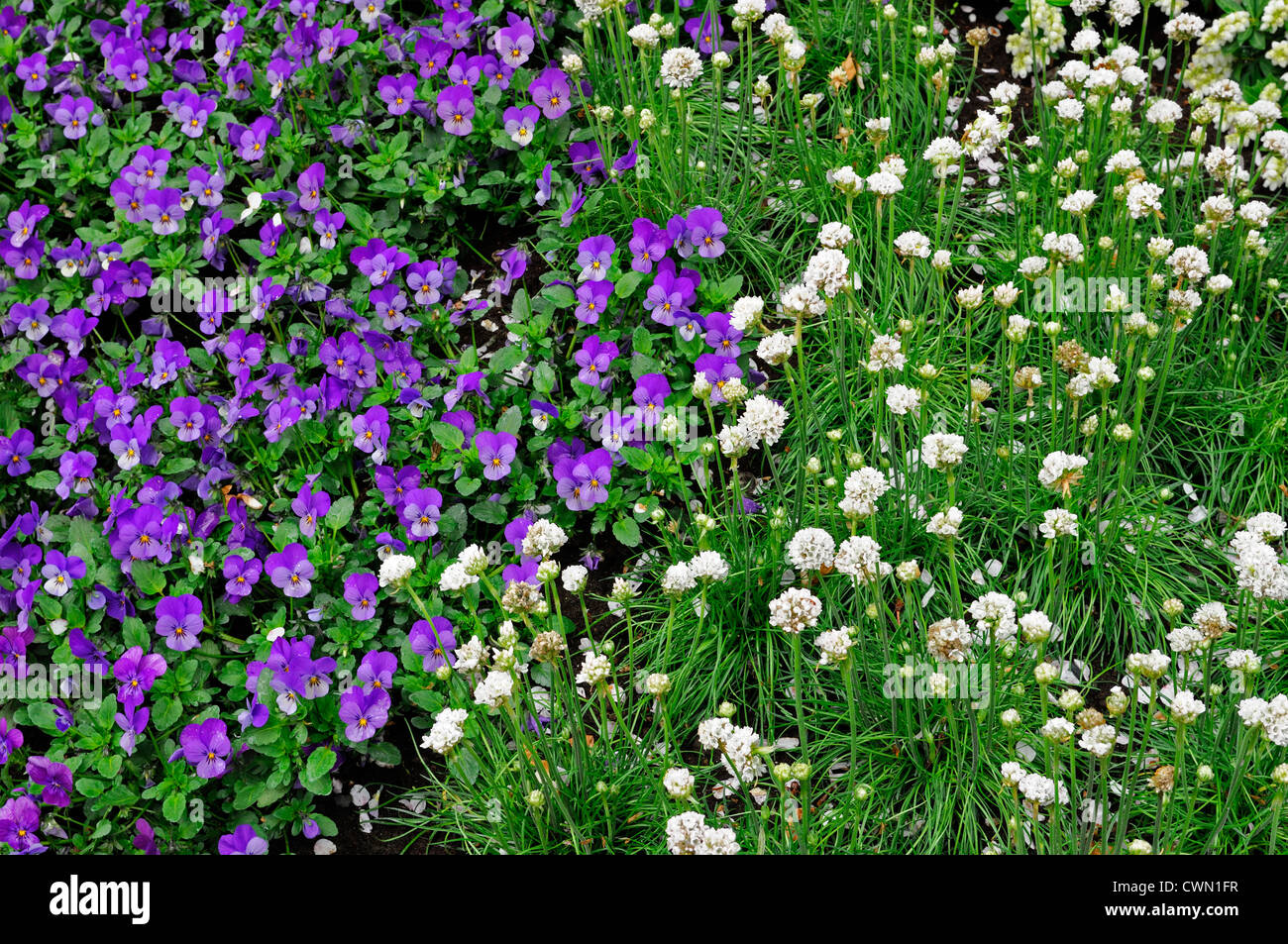 armeria maritima alba white purple violet viola spring flower floral ...