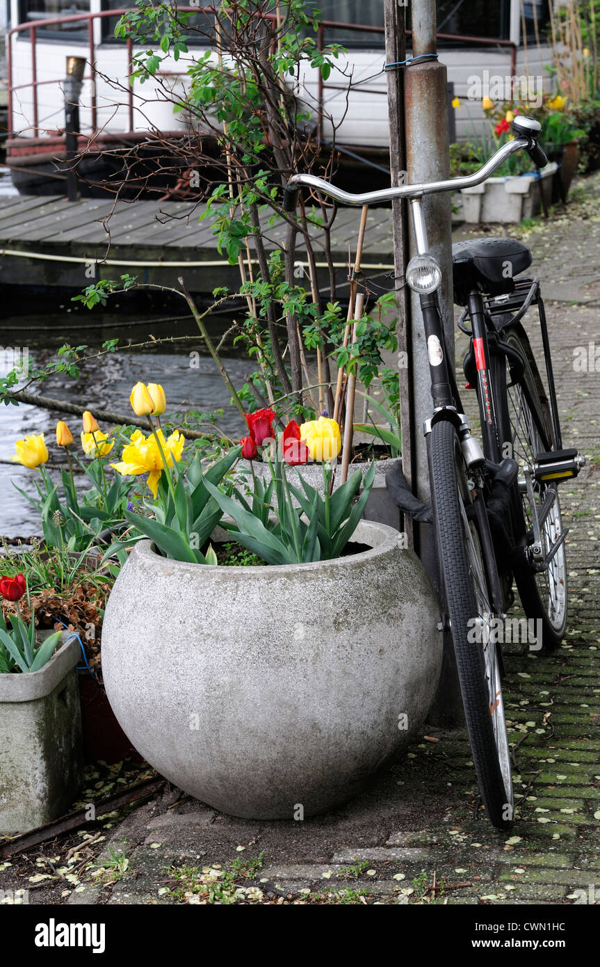 amsterdam bike bicycle tulip flower pot display synonymous holland ...