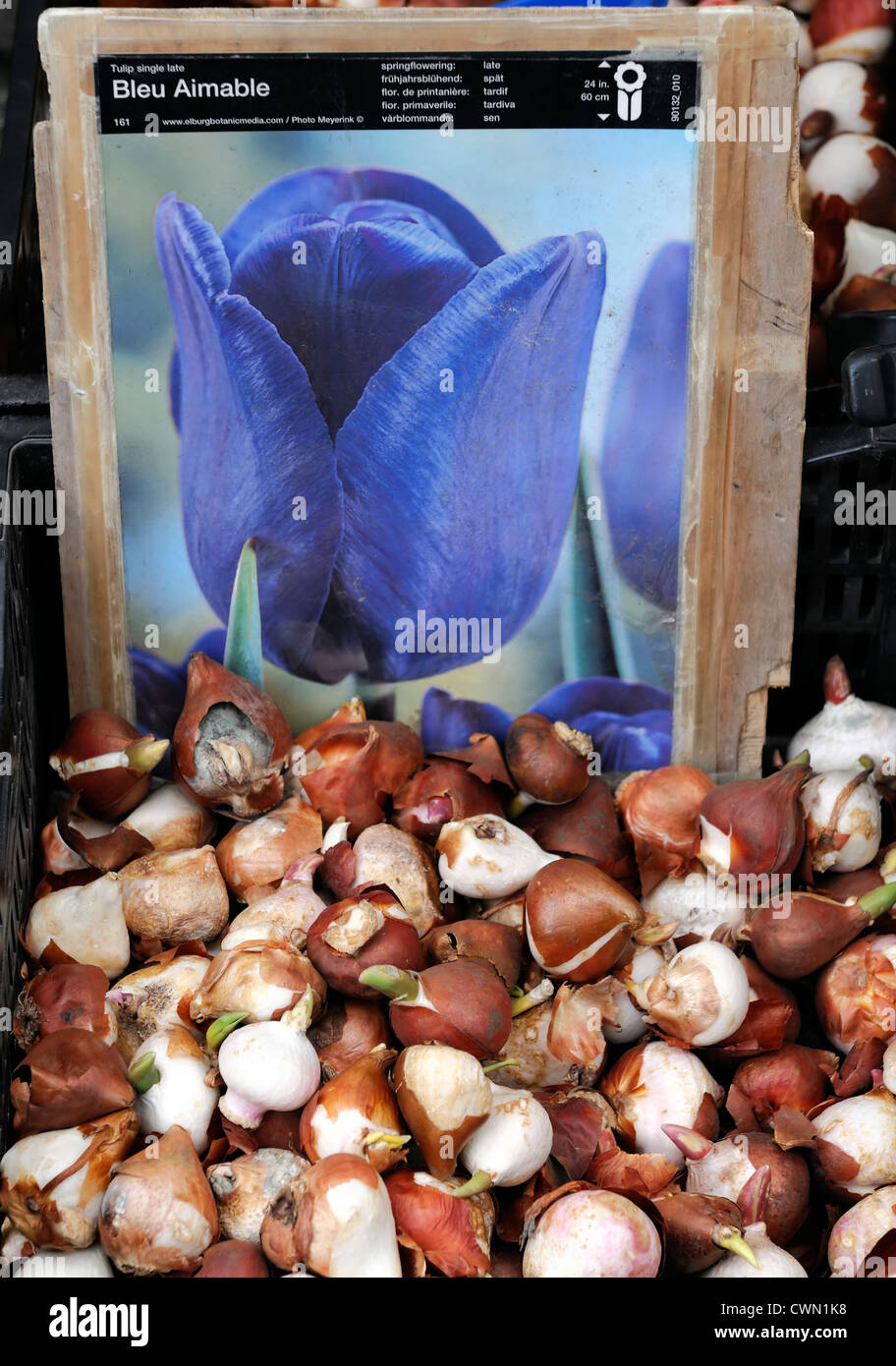 Bleu aimable tulip hi-res stock photography and images - Alamy