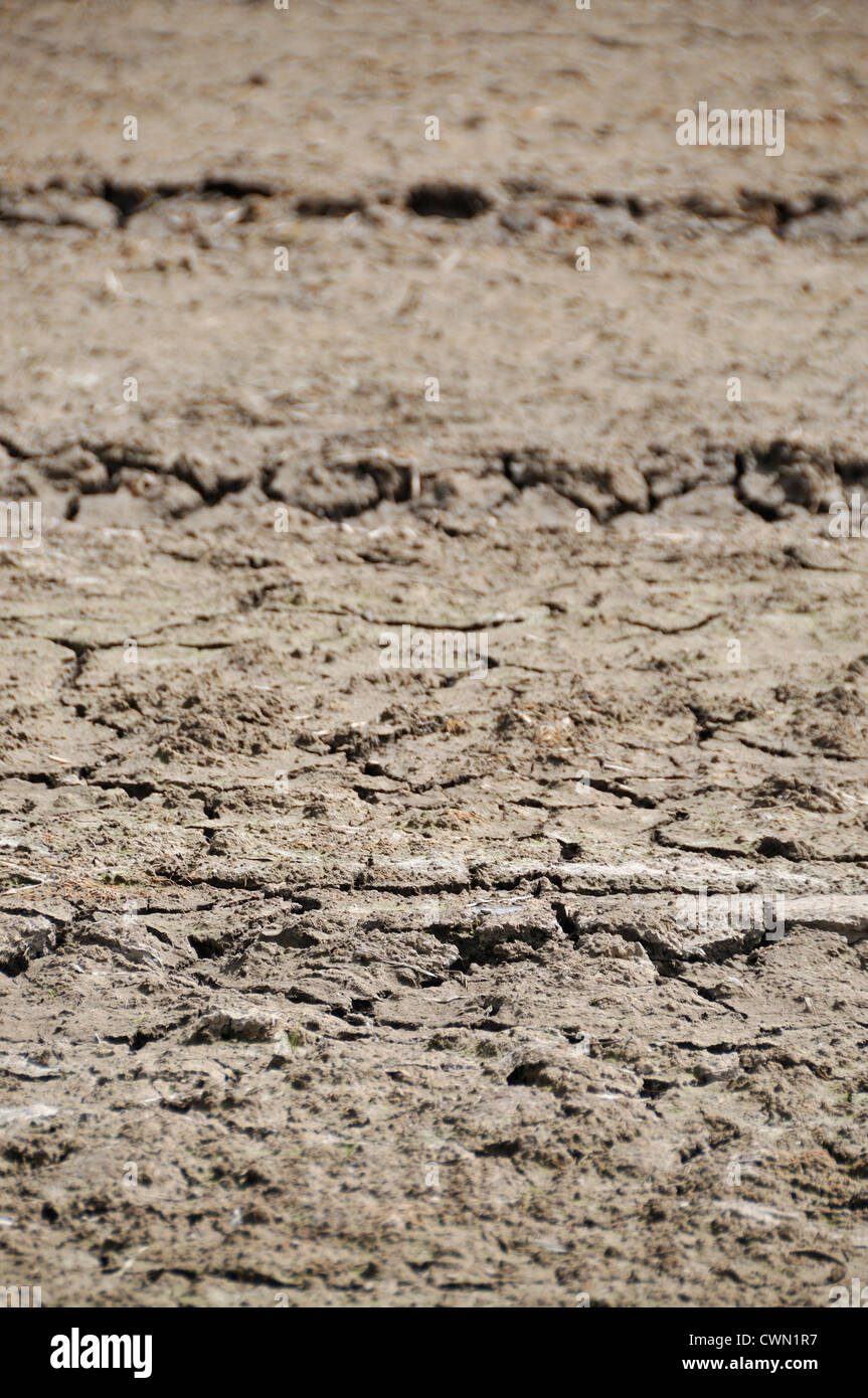 Dry rice field soil Stock Photo - Alamy