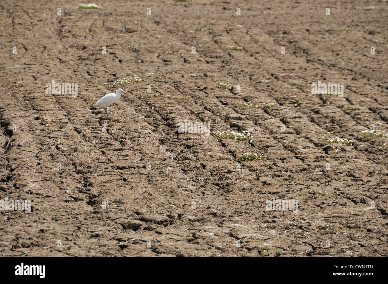 Dry rice field soil Stock Photo - Alamy