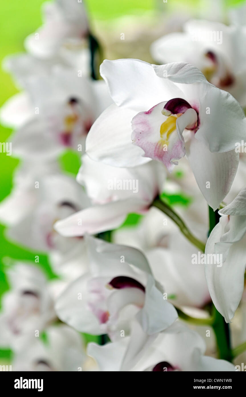 cymbidium nevada white orchid hybrid tropical exotic close-up flora ...