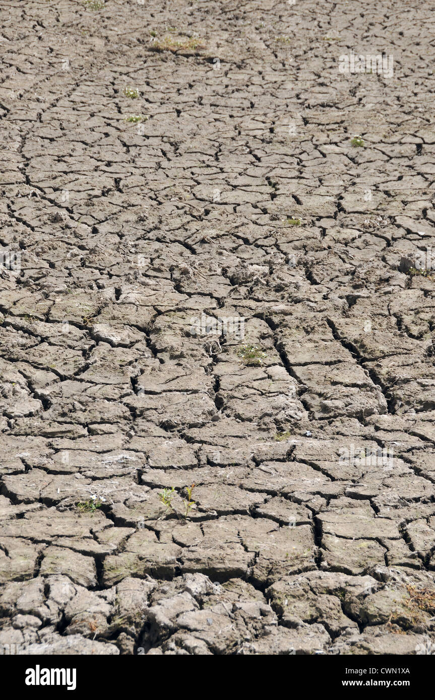 Dry rice field soil Stock Photo - Alamy