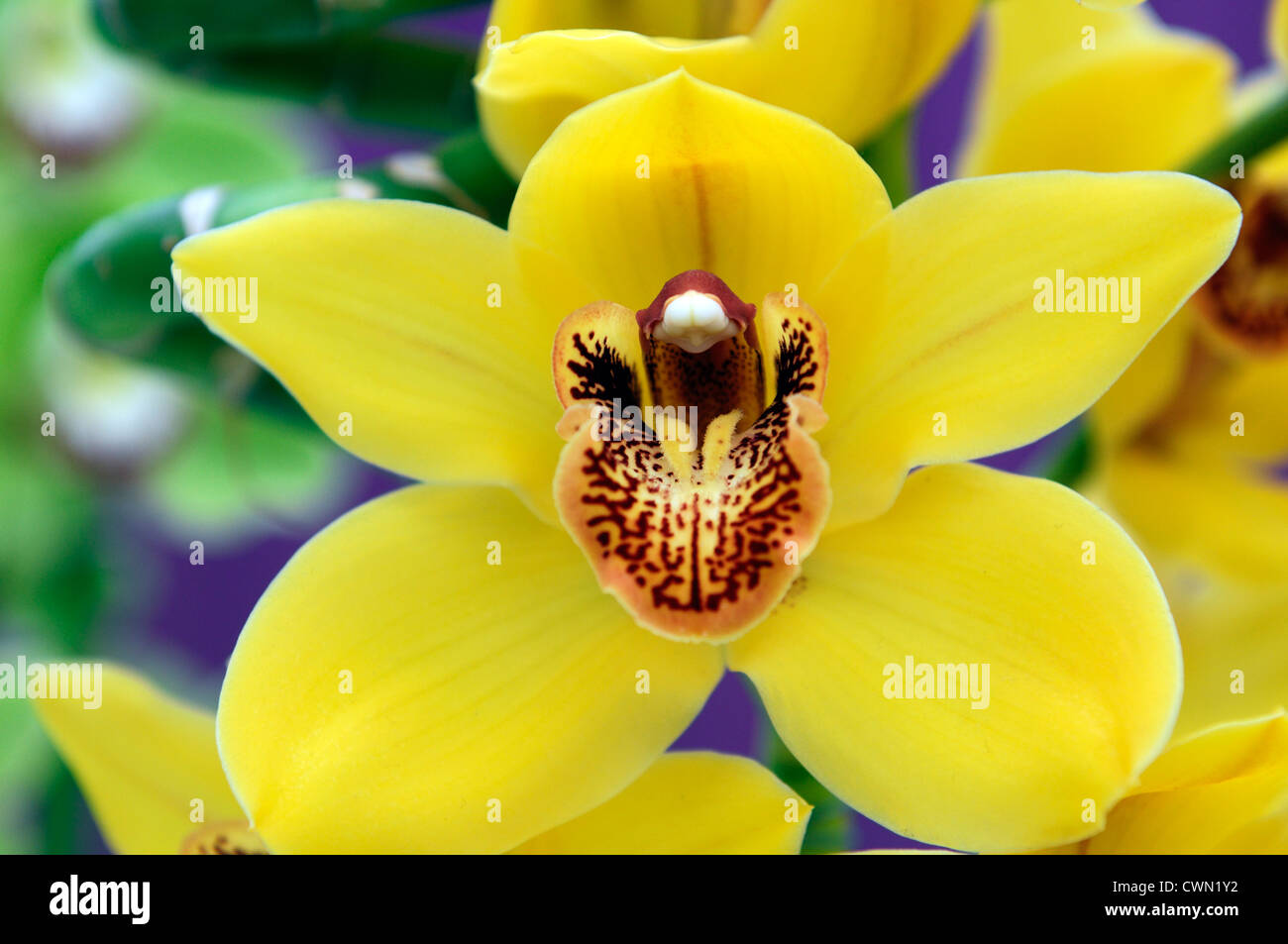 cymbidium orchid yellow hybrid tropical exotic close-up flora flower ...