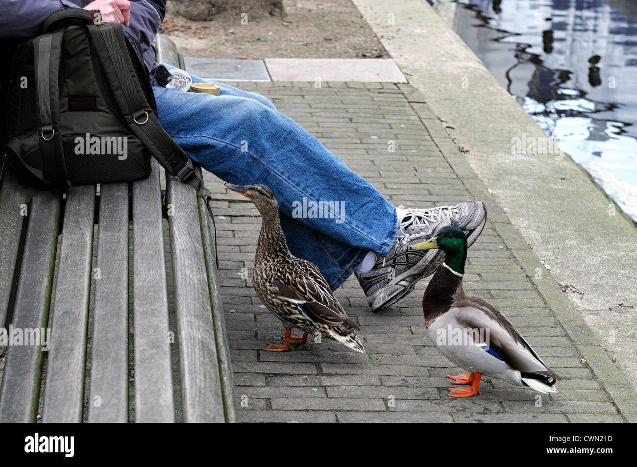 man sitting bench feed feeding ducks duck amsterdam canal canals out of ...