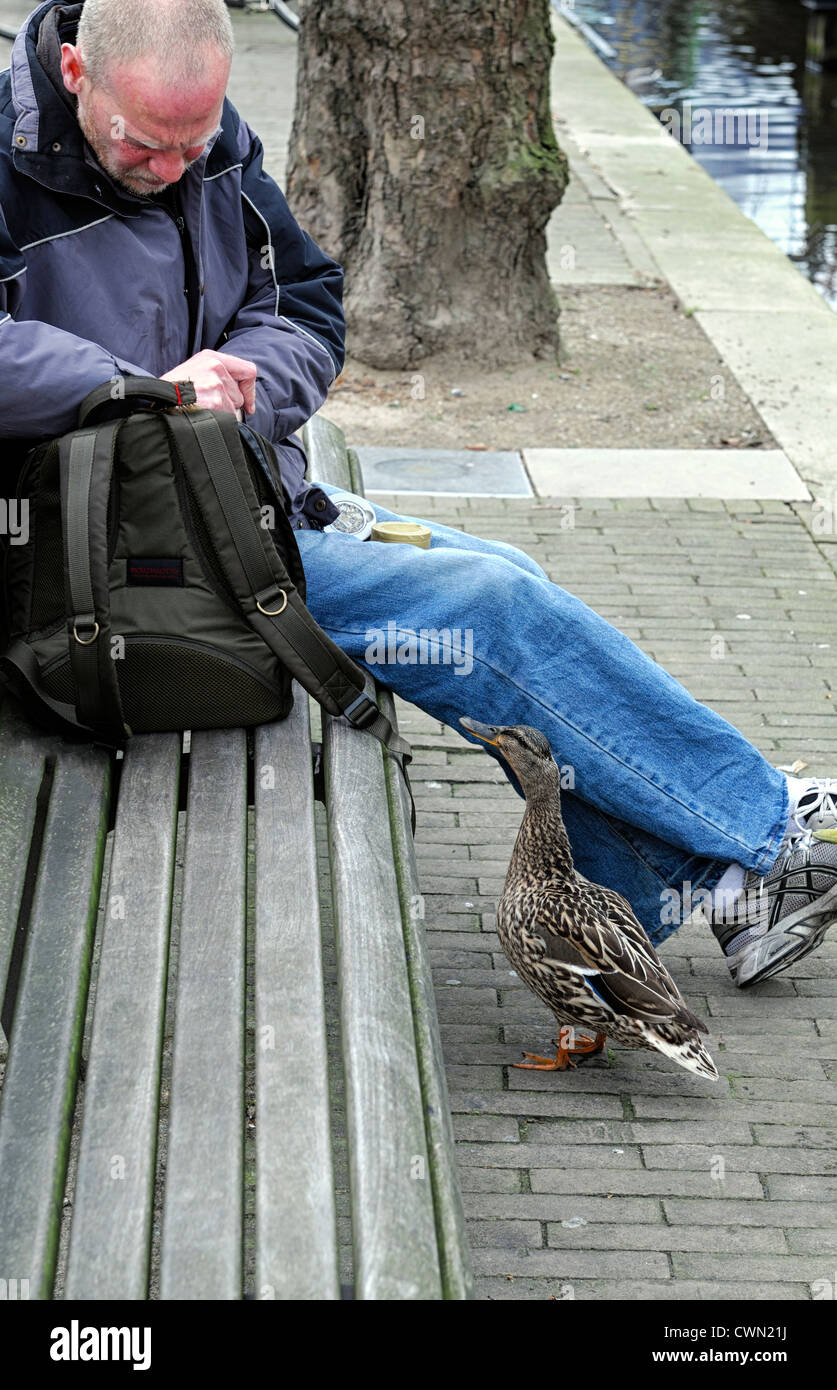 man sitting bench feed feeding ducks duck amsterdam canal canals out of ...
