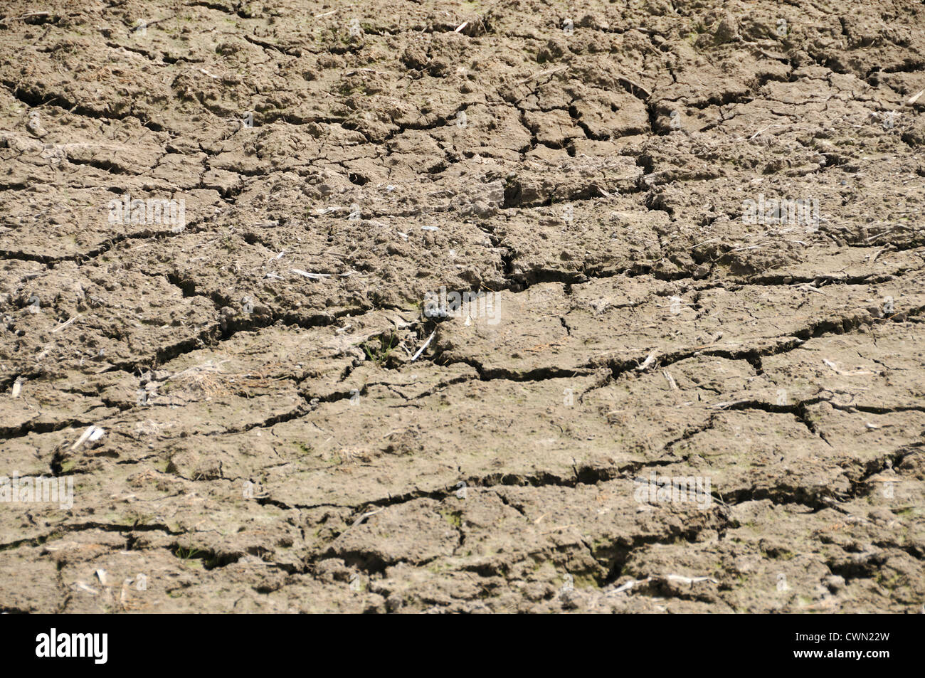 Dry rice field soil (paddy field Stock Photo - Alamy