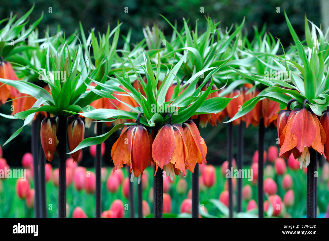 April máxima hi-res stock photography and images - Alamy