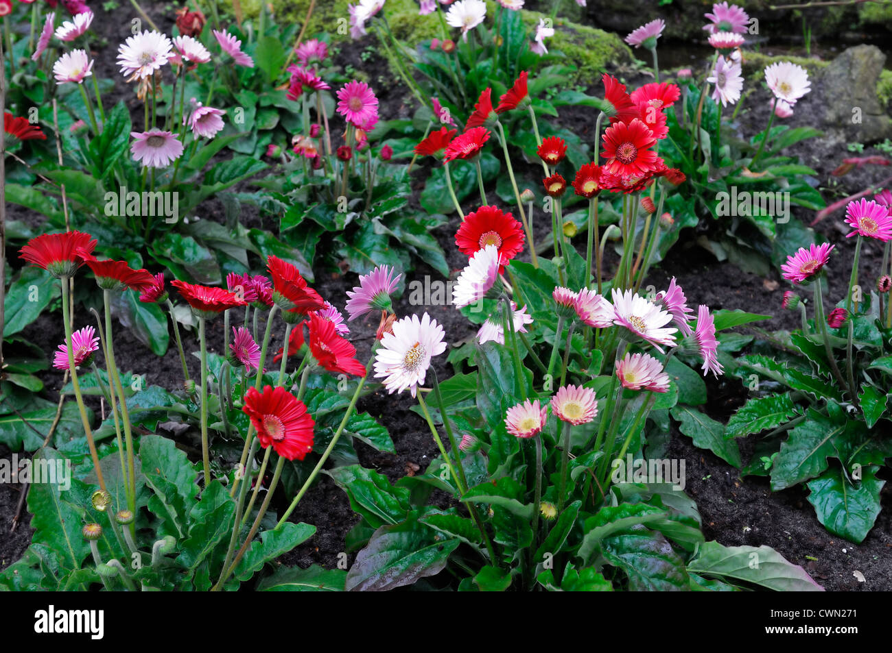 gerbera garvinea fleurie Valerie Pam red pink flowers petals plant ...