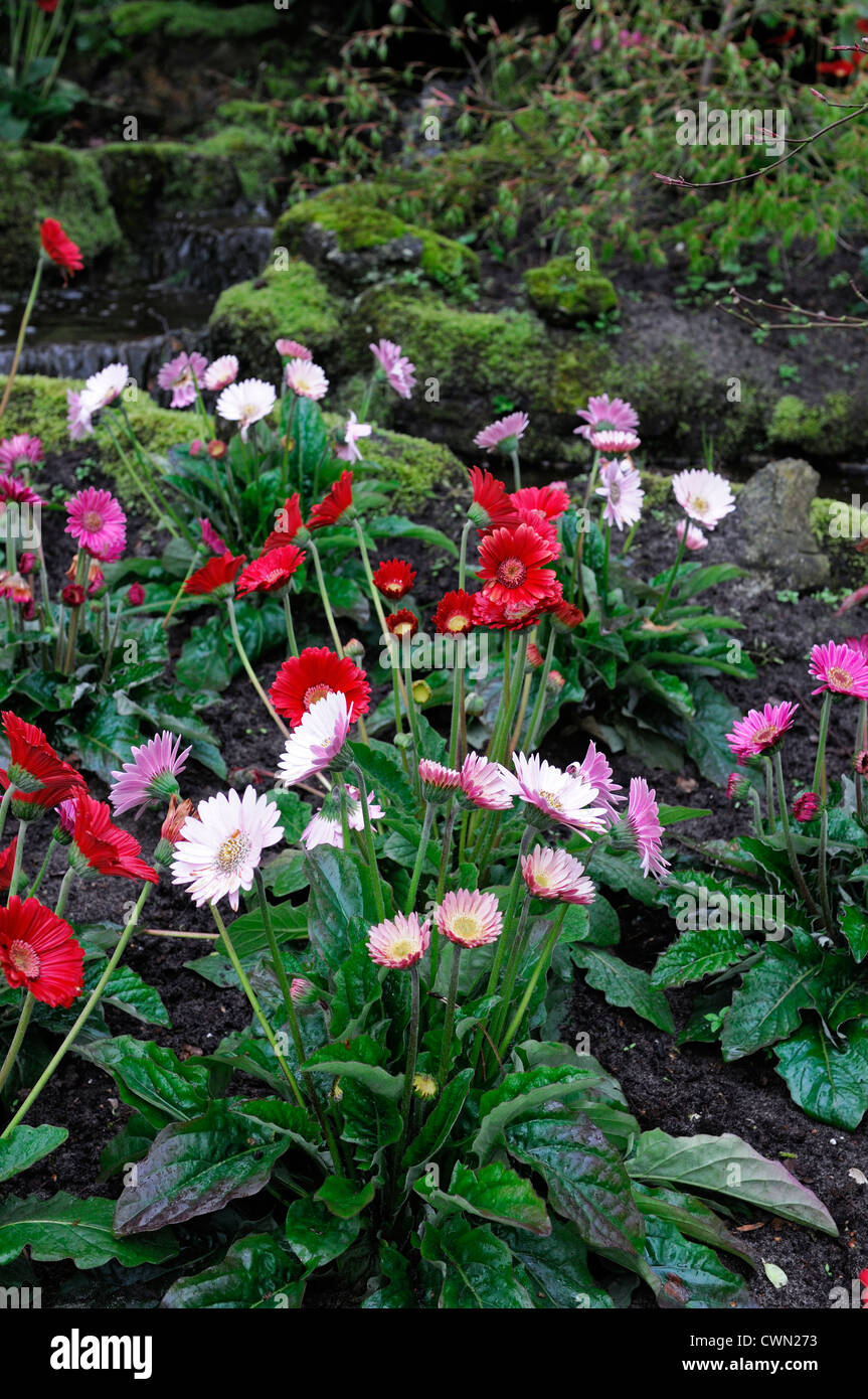 gerbera garvinea fleurie Valerie Pam red pink flowers petals plant ...