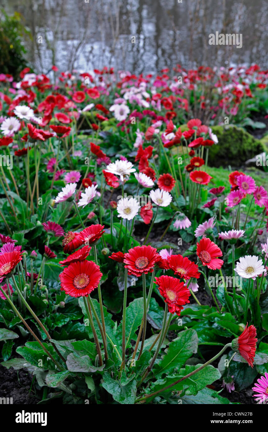 gerbera garvinea fleurie Valerie Pam red pink flowers petals plant ...