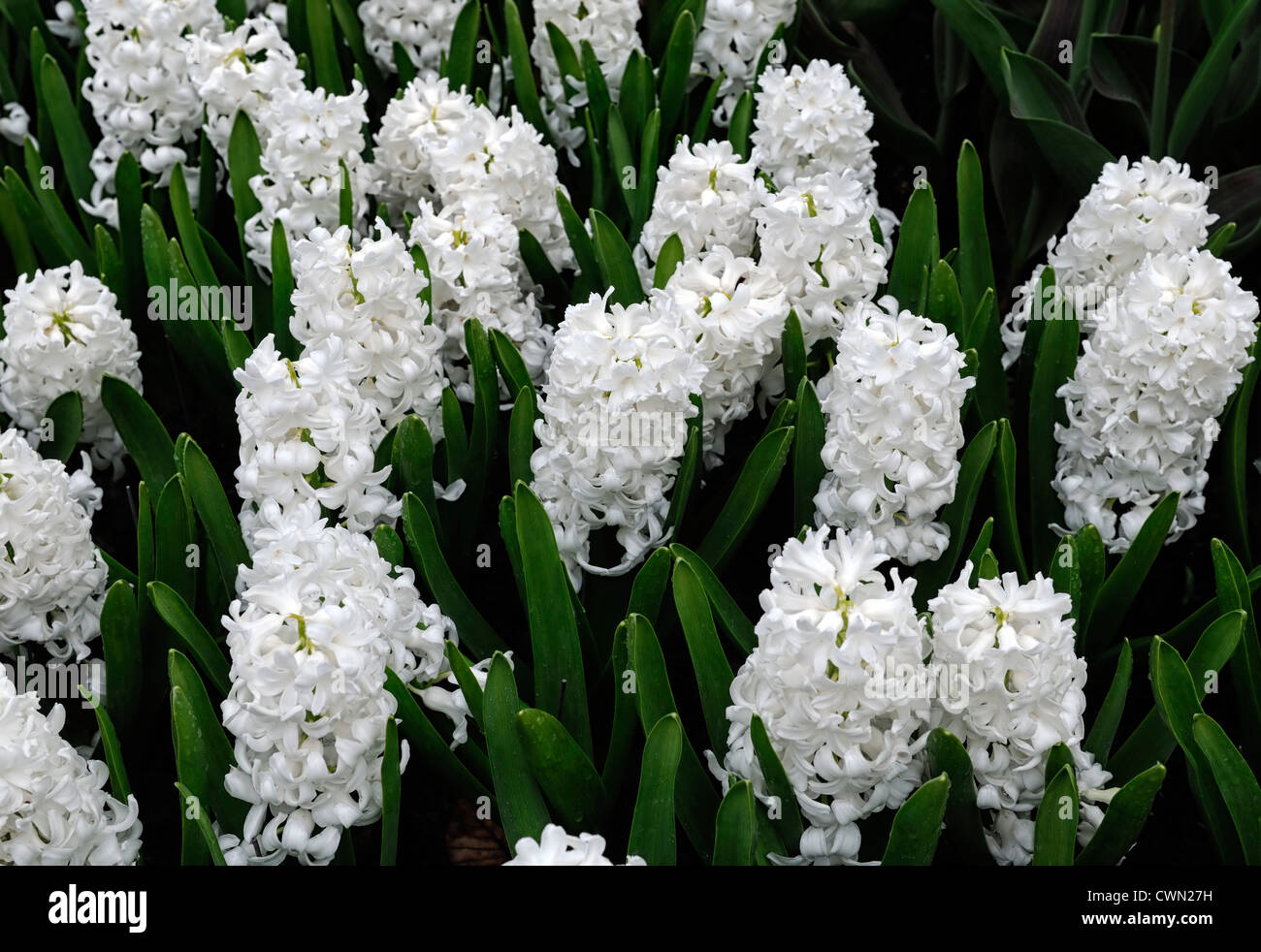 hyacinth hyacinthus orientalis aiolos white spring bulb flower ...
