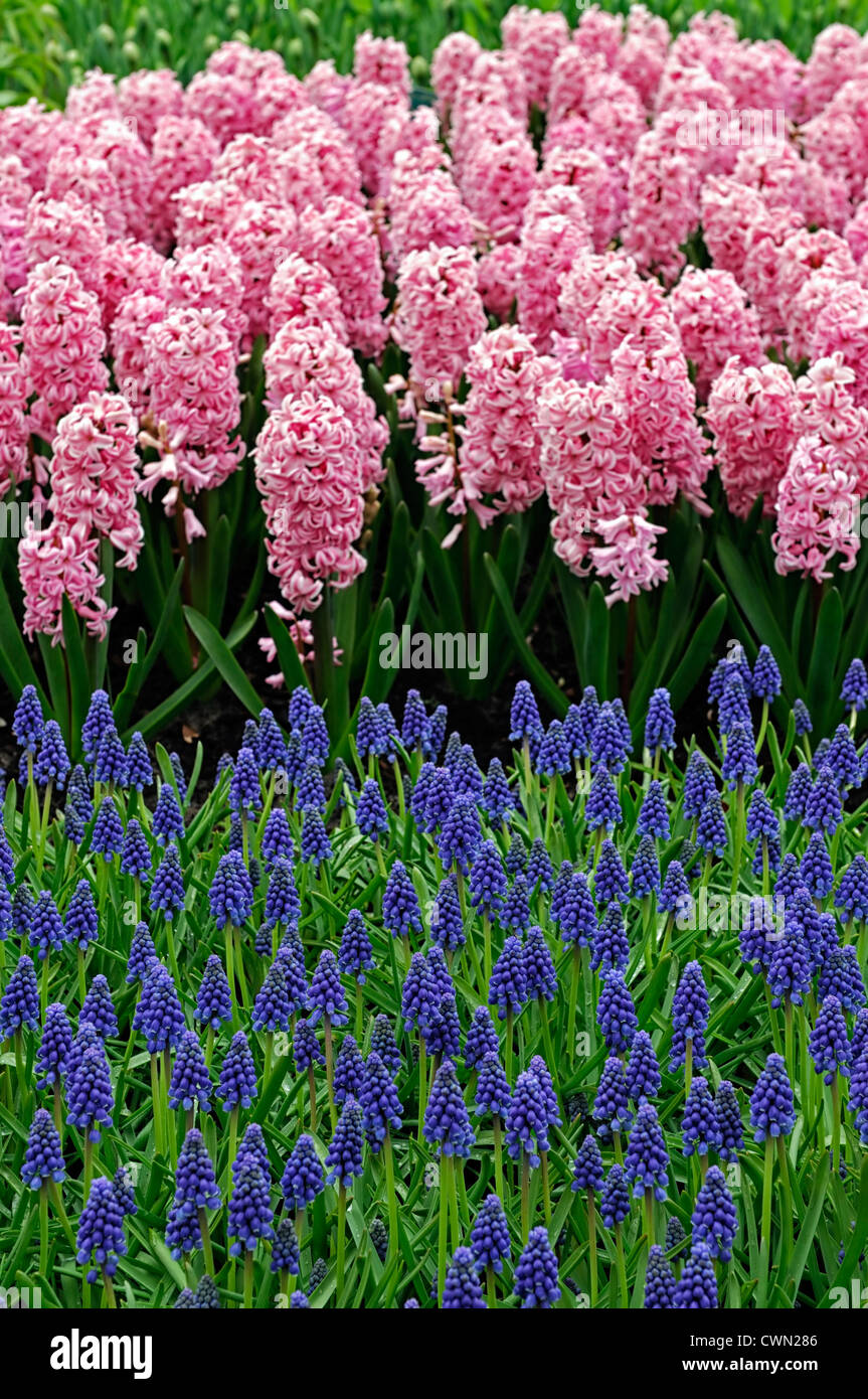 Pink Muscari Flower