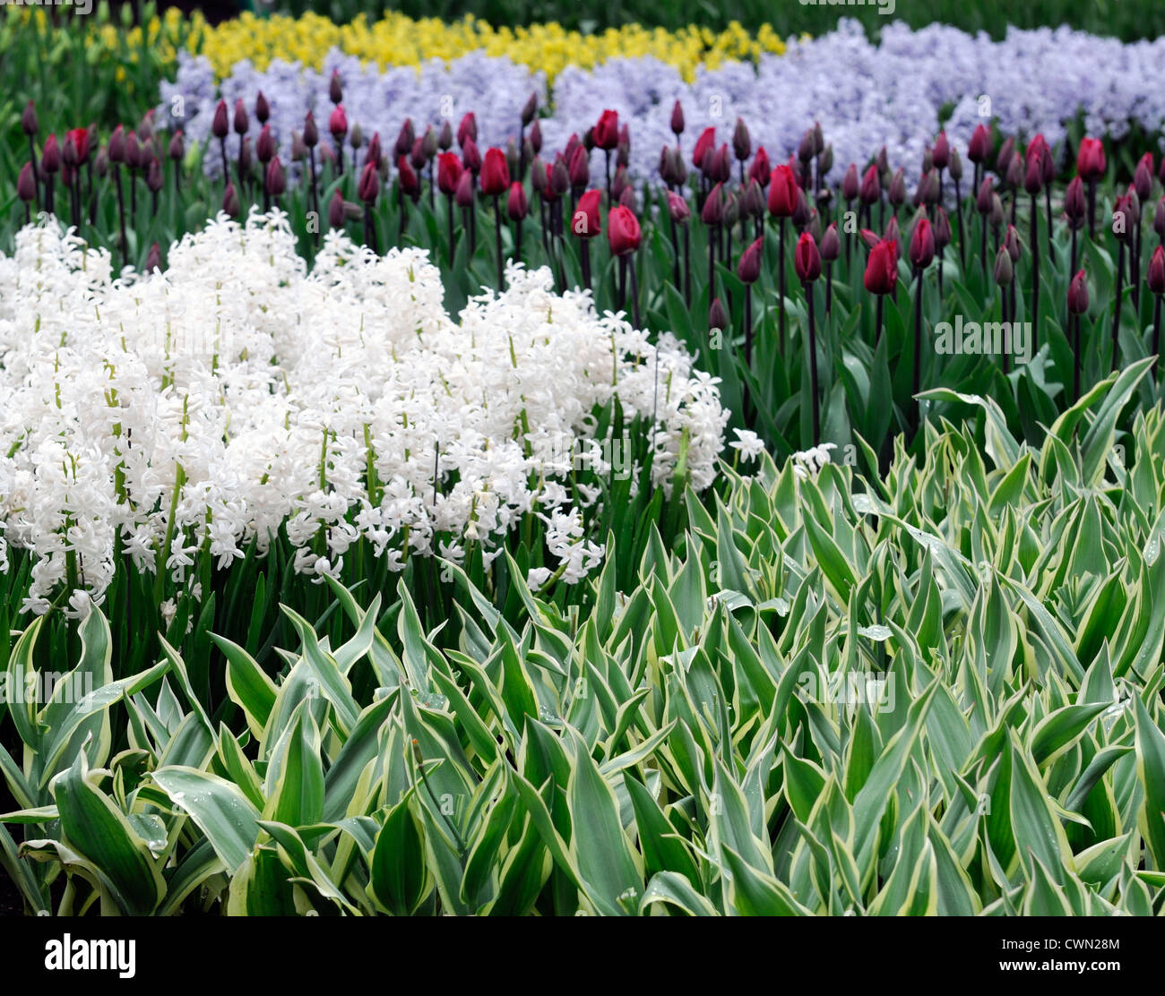 Tulipa praestans hi-res stock photography and images - Alamy