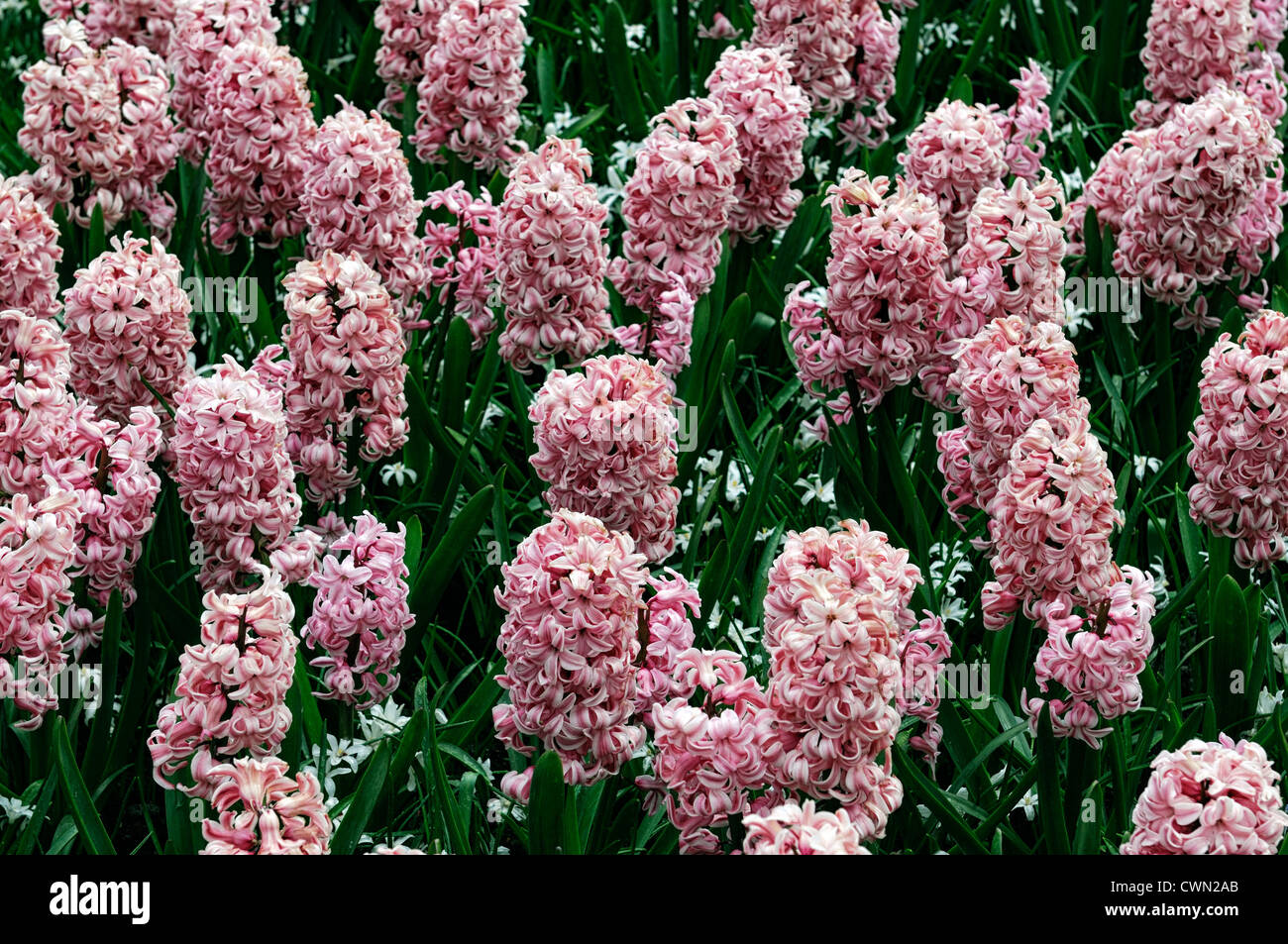 Flower bed displays hi-res stock photography and images - Alamy