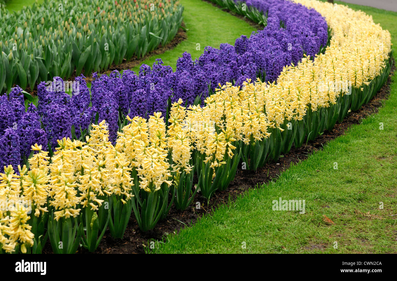 hyacinth hyacinthus orientalis purple yellow flower flowers blooms ...