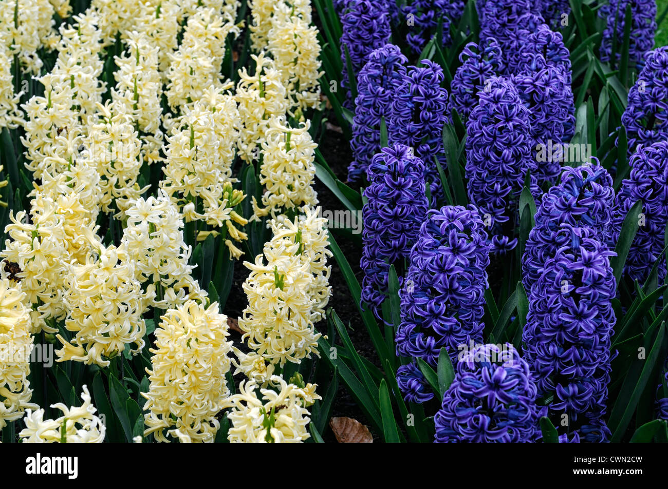 Yellow Purple Spring Flowers
