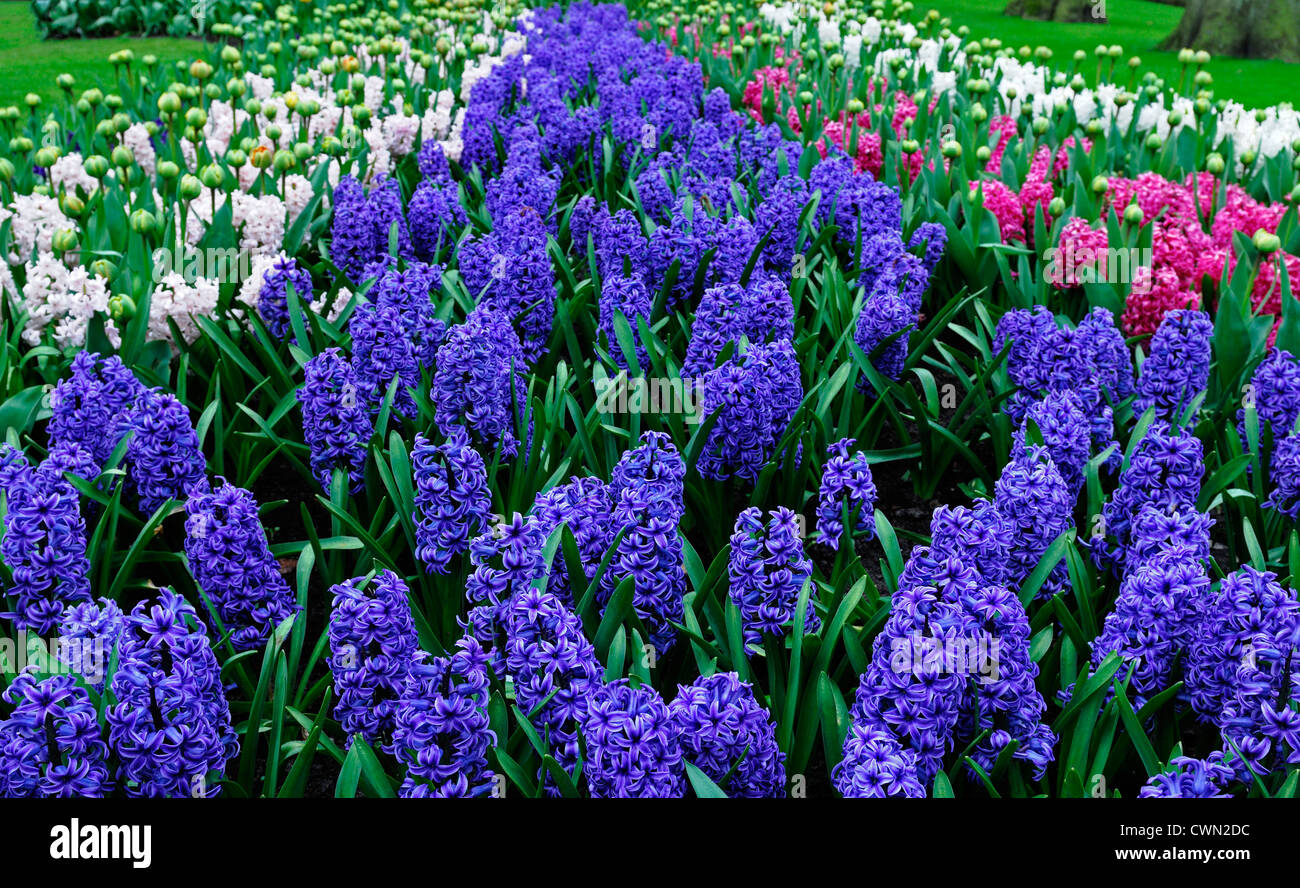 Flower bed displays hi-res stock photography and images - Alamy