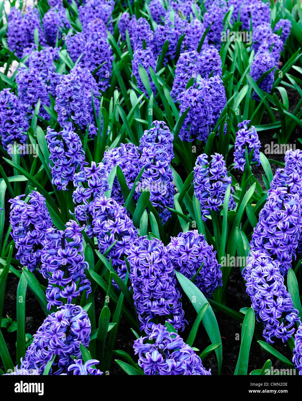 hyacinth hyacinthus orientalis blue jacket flower flowers blooms ...