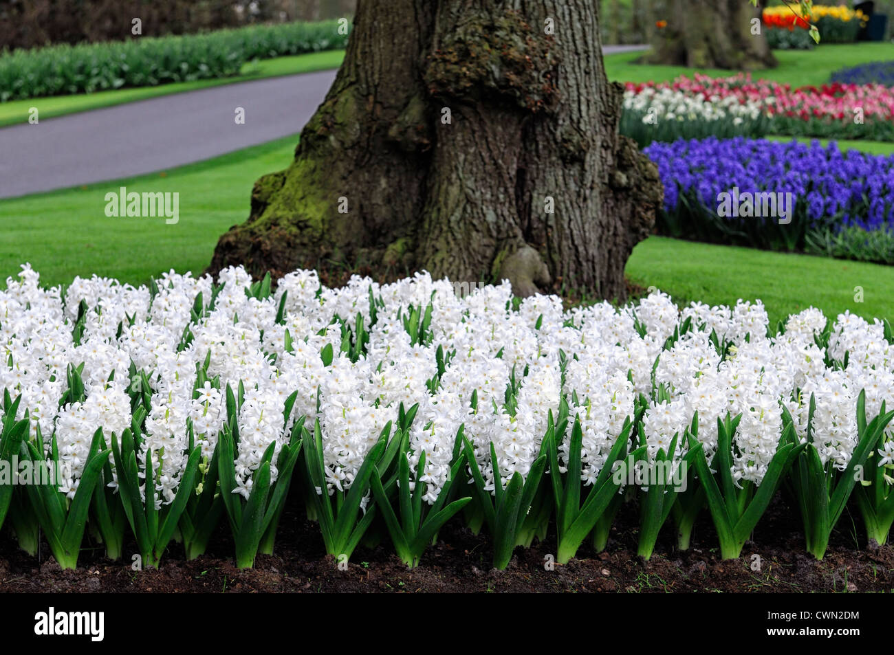 Hyacinthus Orientalis 'carnegie' High Resolution Stock Photography and Images - Alamy