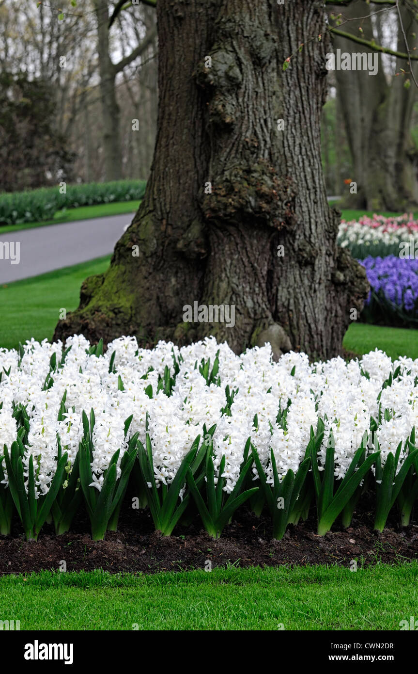 hyacinth hyacinthus orientalis carnegie white flower flowers blooms ...
