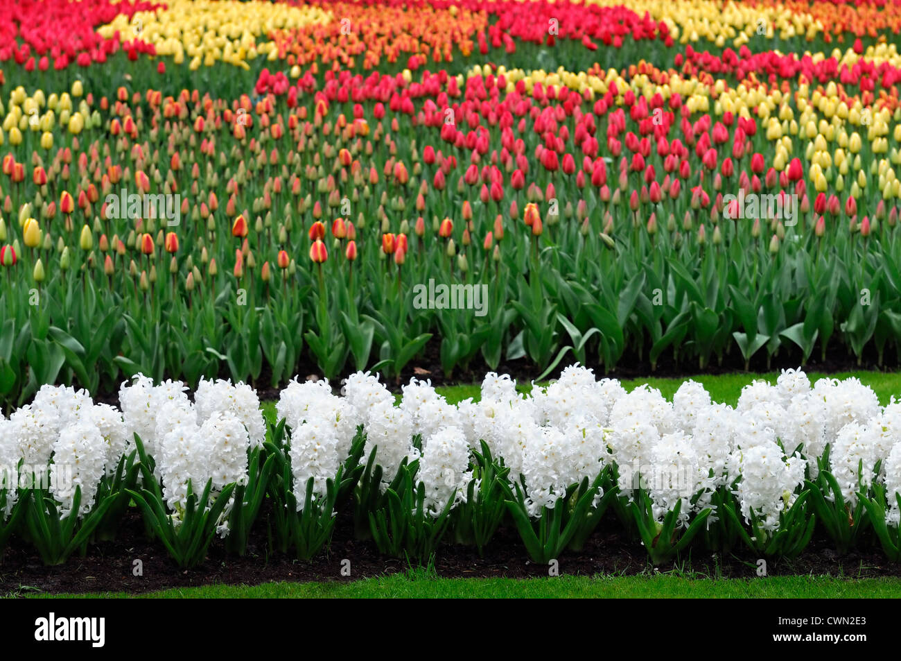 hyacinth hyacinthus orientalis carnegie white border red yellow pink ...