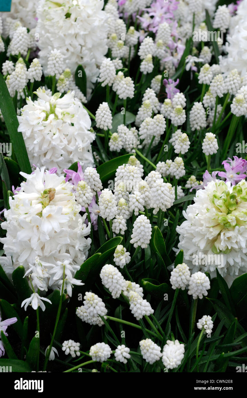 hyacinth hyacinthus orientalis carnegie muscari album chionodoxa ...