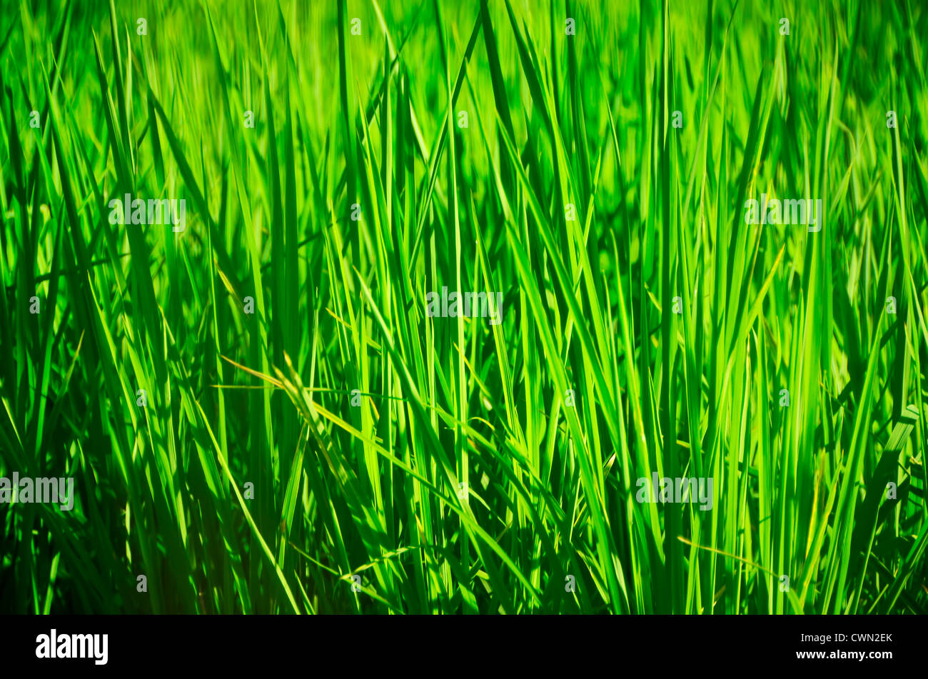 High yielding rice hi-res stock photography and images - Alamy