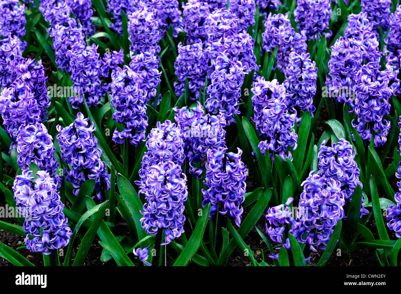 Hyacinthus Delft Blue