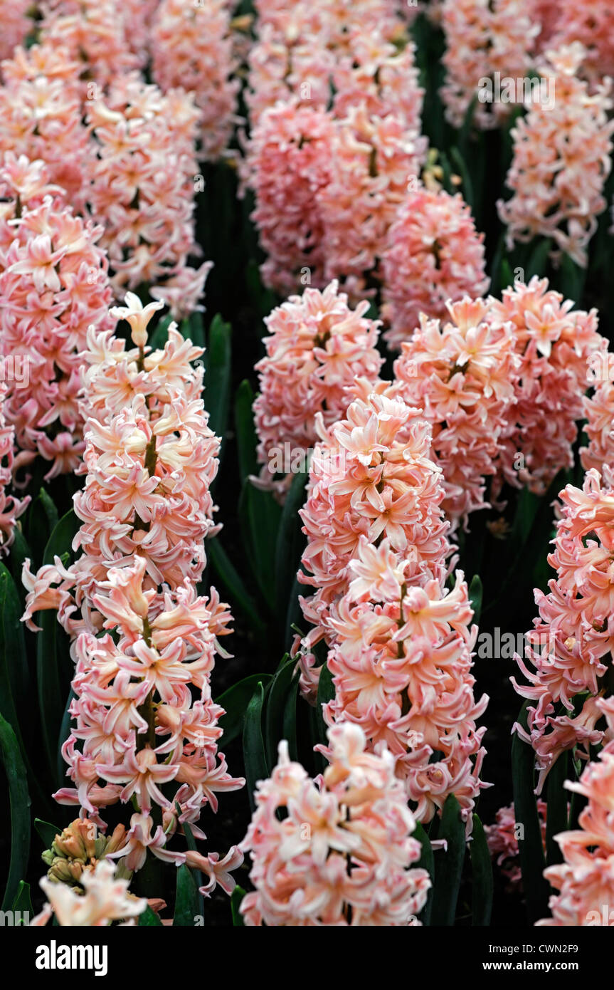 hyacinth hyacinthus orientalis gypsy queen pale orange pastel flower ...