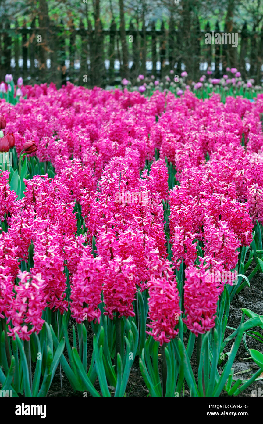 hyacinth hyacinthus orientalis jan bos pink flower flowers blooms ...