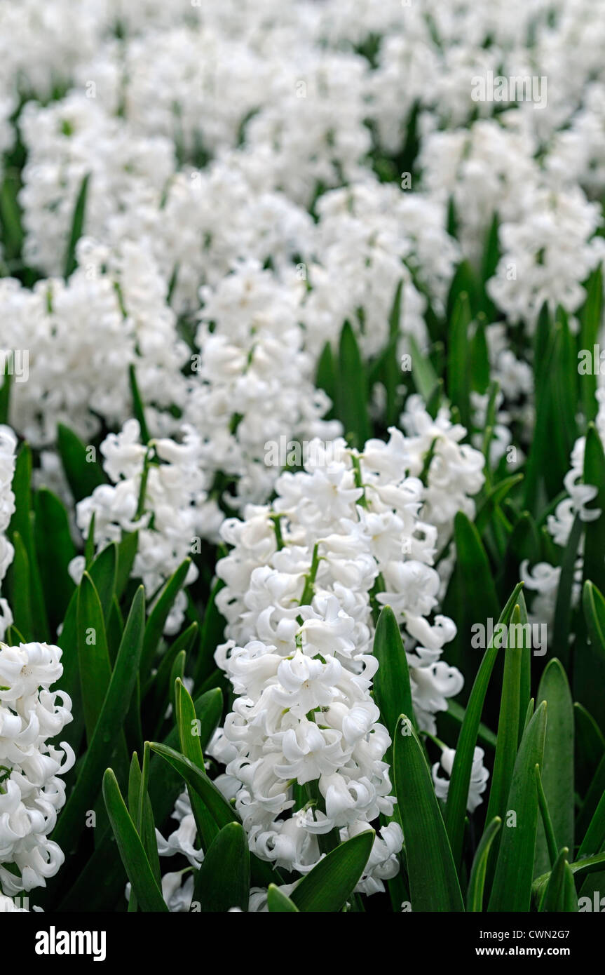 hyacinth hyacinthus orientalis l'innocence white flower flowers blooms ...