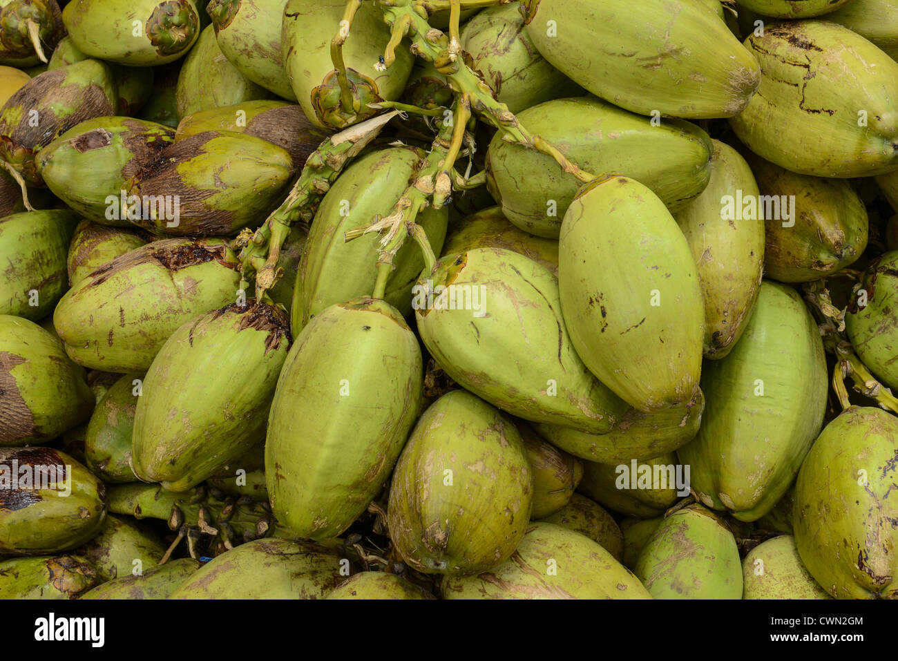 Raw Green Coconuts Stock Photo - Alamy