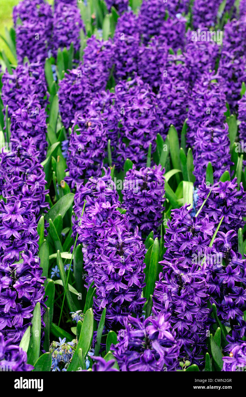 Hyacinthus orientalis peter stuyvesant hi-res stock photography and ...