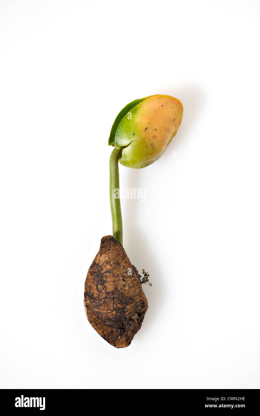 Seedling grows out from seed Stock Photo - Alamy