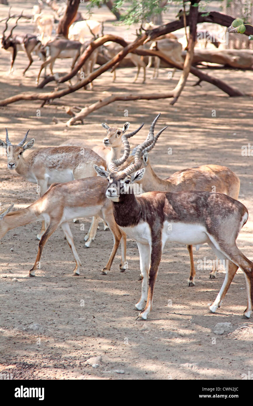 Blackbuck Antelope Rajasthan High Resolution Stock Photography and ...