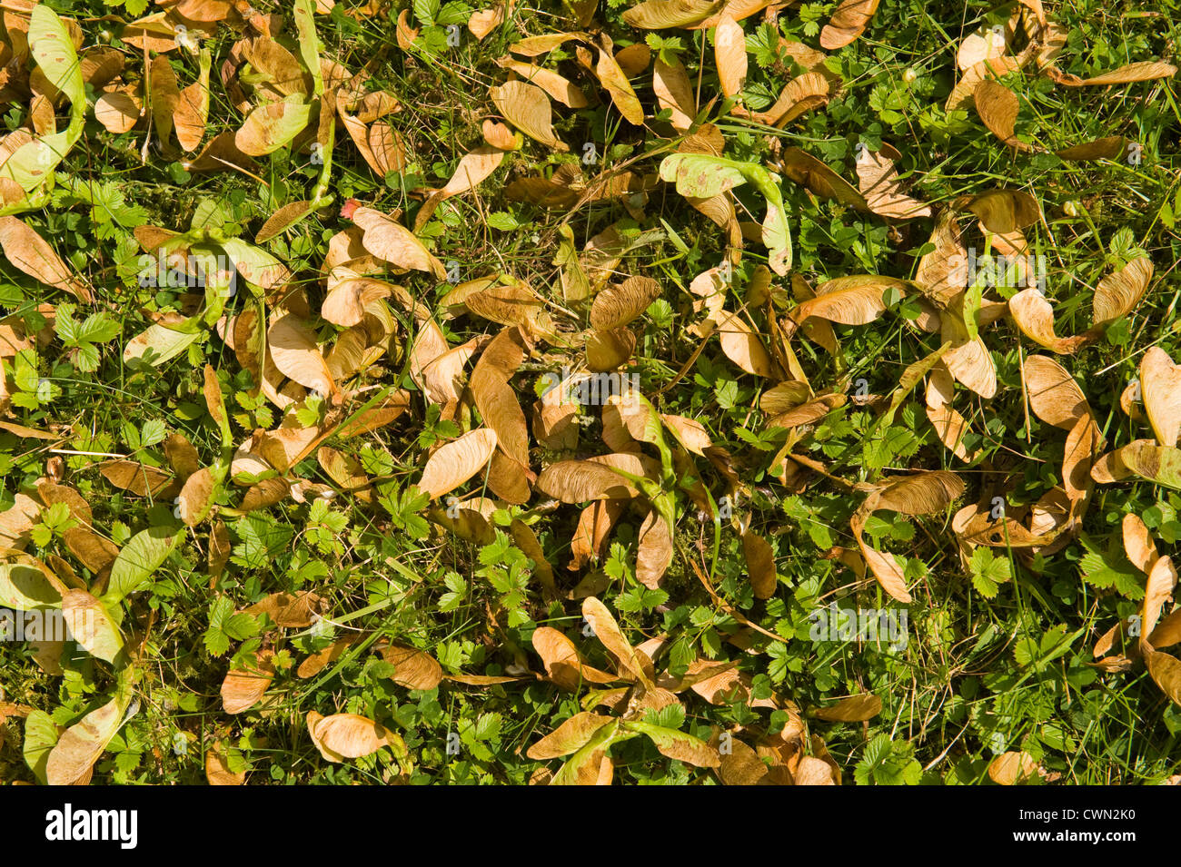 Helicopter Leaf High Resolution Stock Photography and Images - Alamy