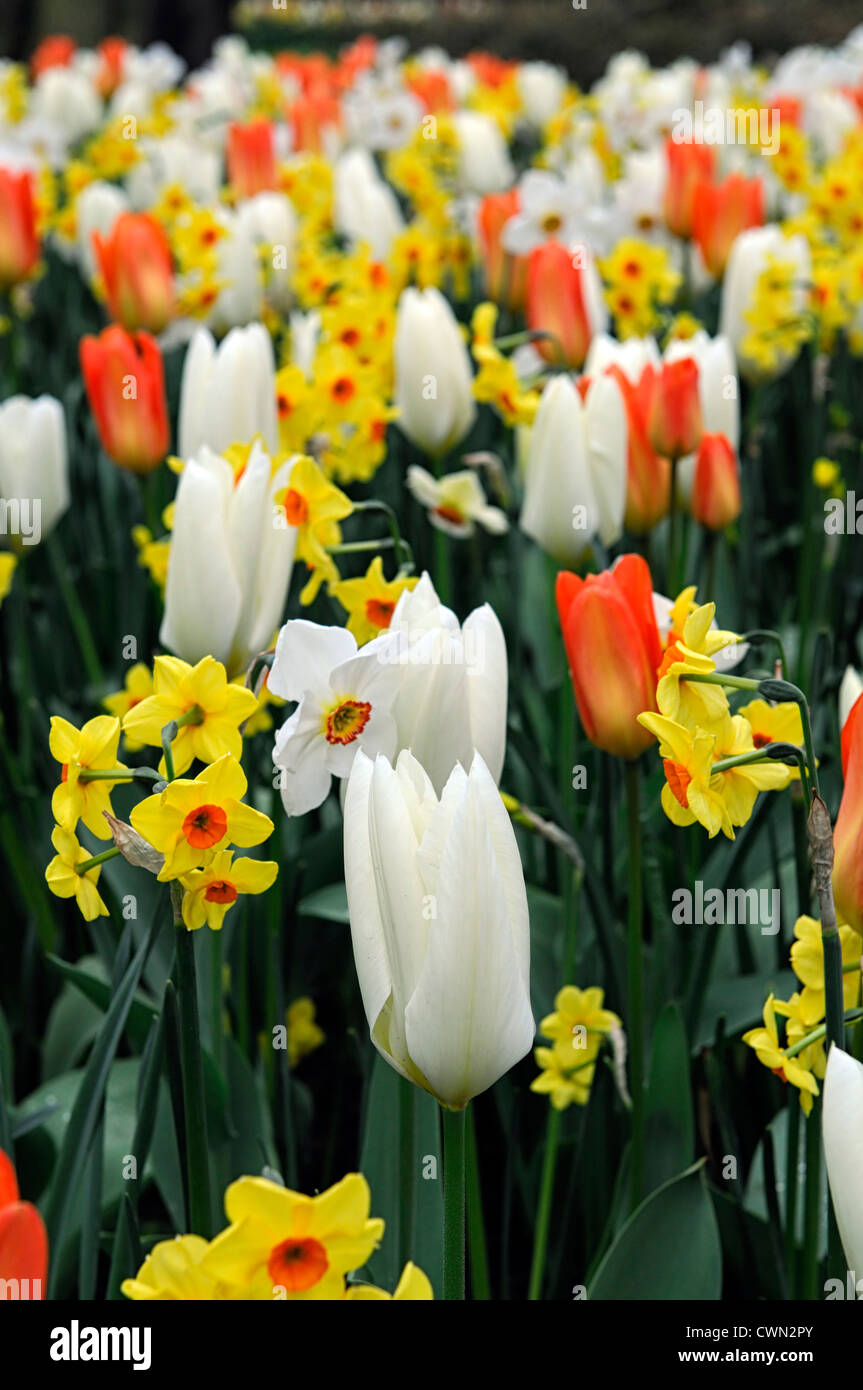 Mixed bed border spring blooming bulbs yellow orange white colour combo ...