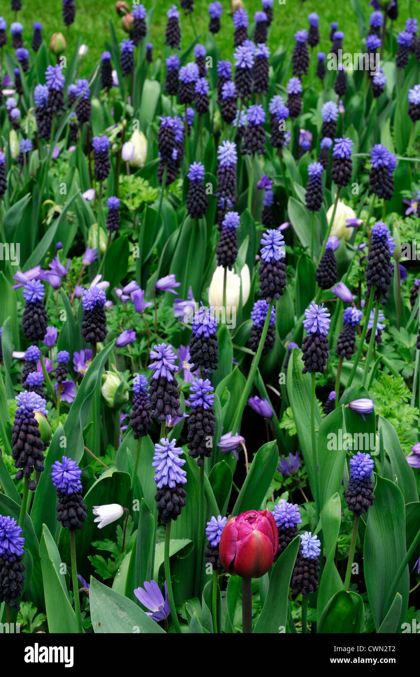 Mixed bed border spring blooming bulbs blue pink white colour combo ...