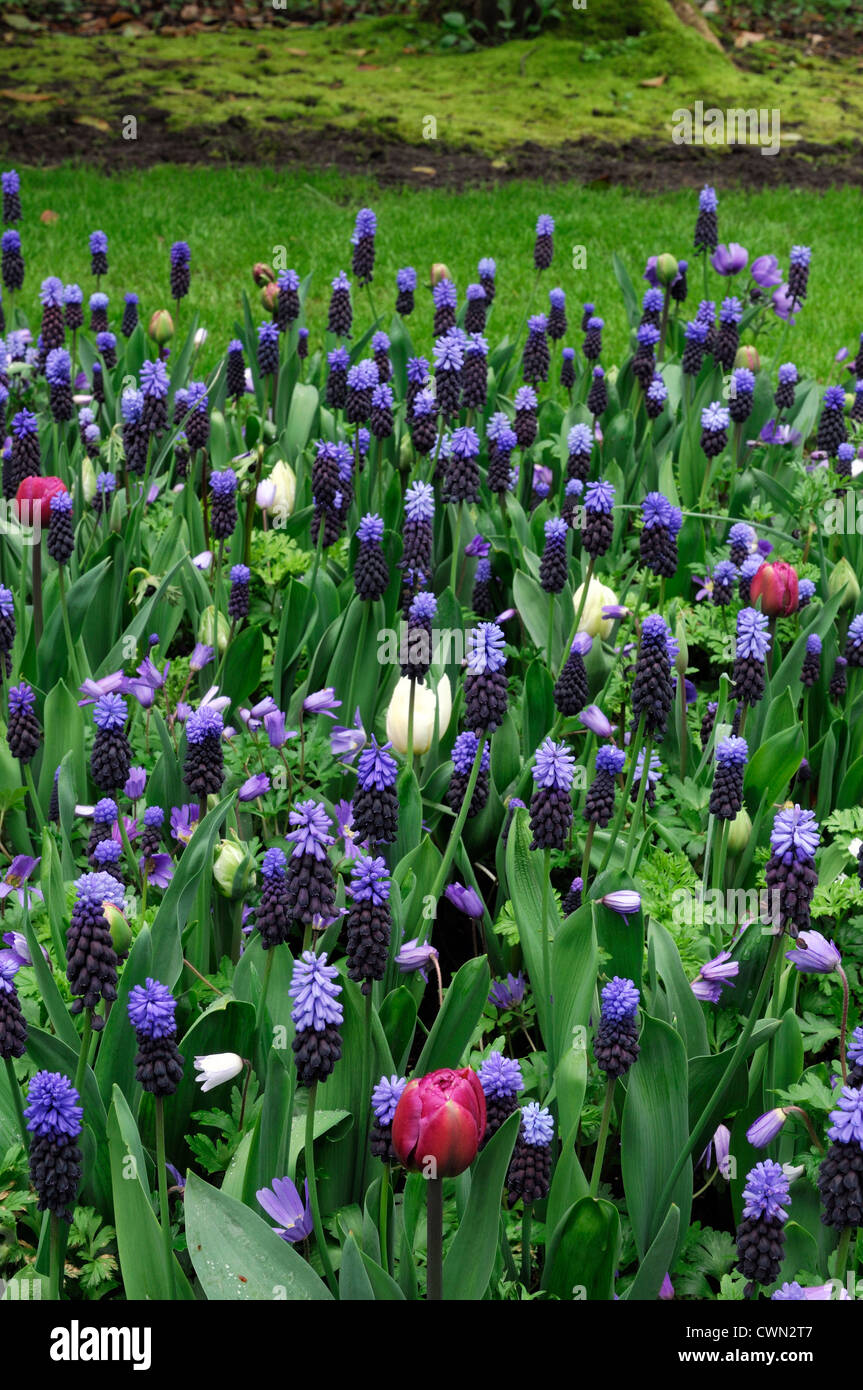 Mixed bed border spring blooming bulbs blue pink white colour combo ...