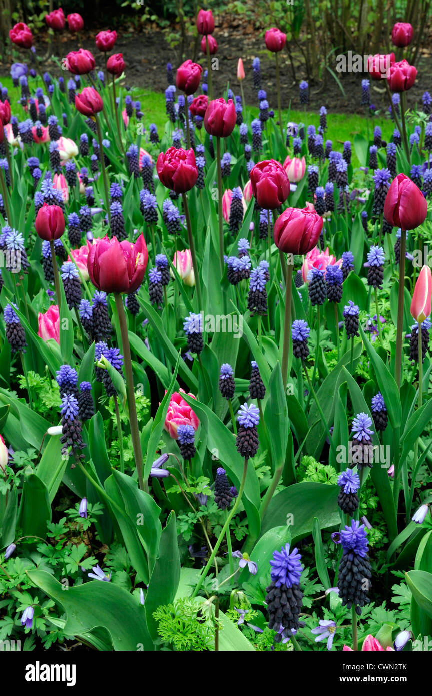 Blue pink purple colour scheme hi-res stock photography and images - Alamy