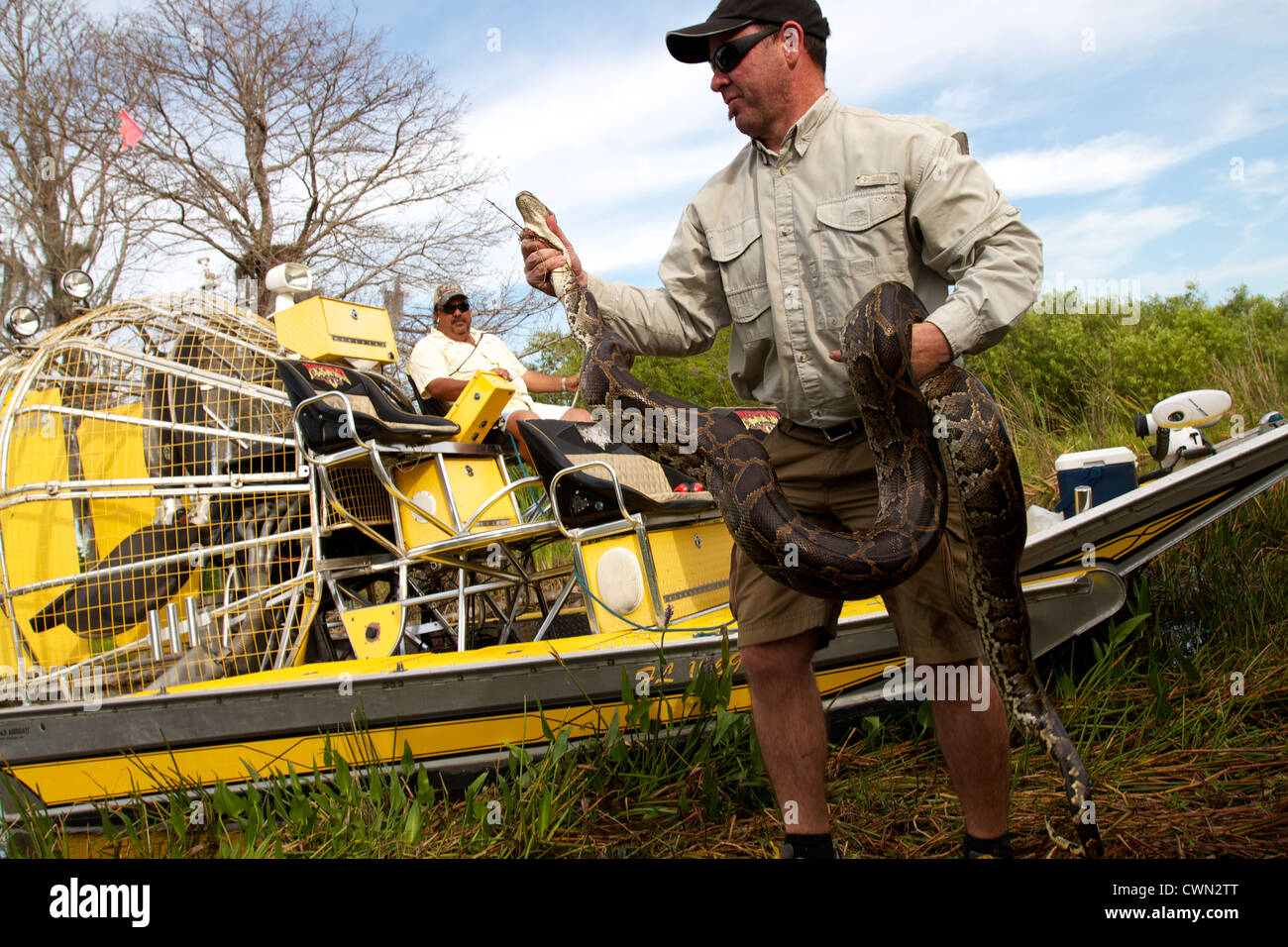 Python in florida everglades hi-res stock photography and images - Alamy